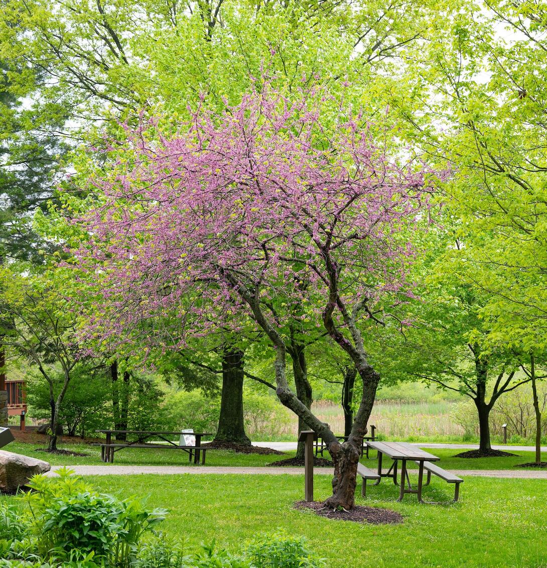 Redbud | CMP Tree Selection Tool